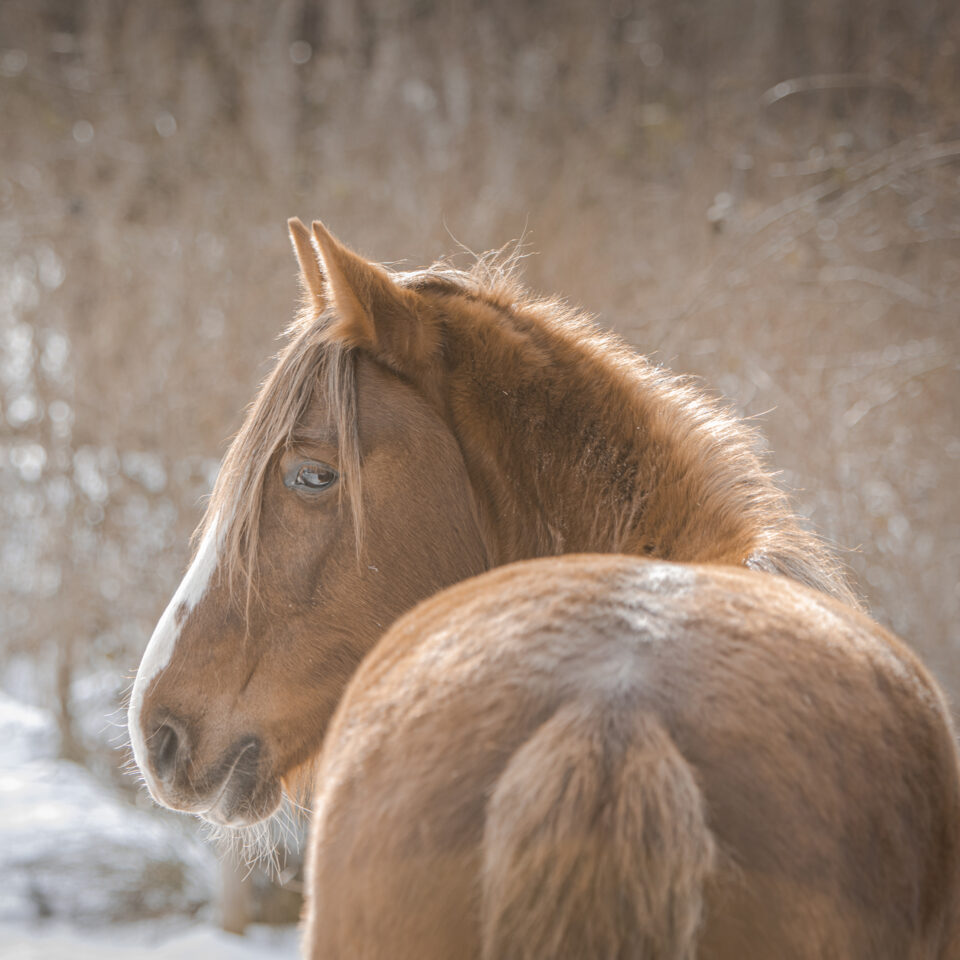 Paarden - Maureen Stegeman Fotografie