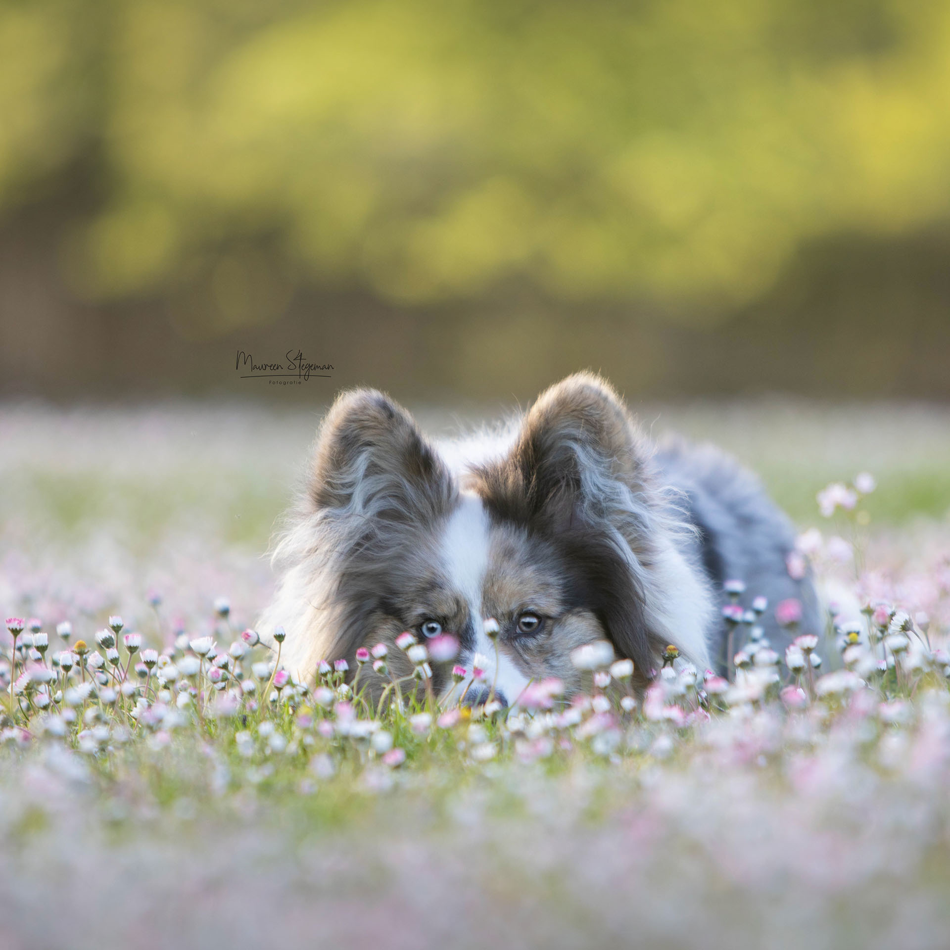 Honden - Maureen Stegeman Fotografie